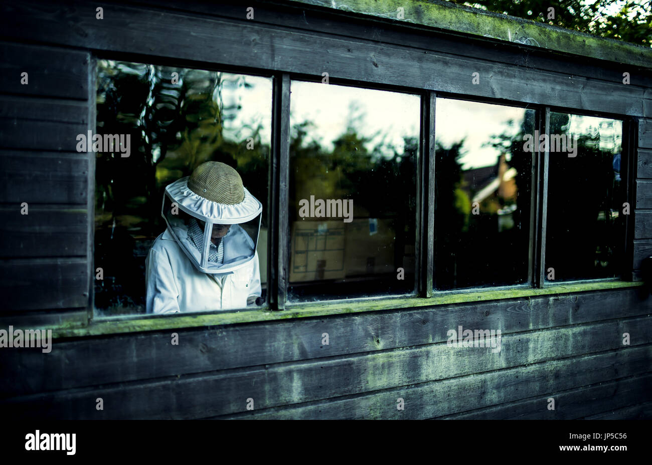 A beekeeper wearing a veil seen through the window of a garden shed ...