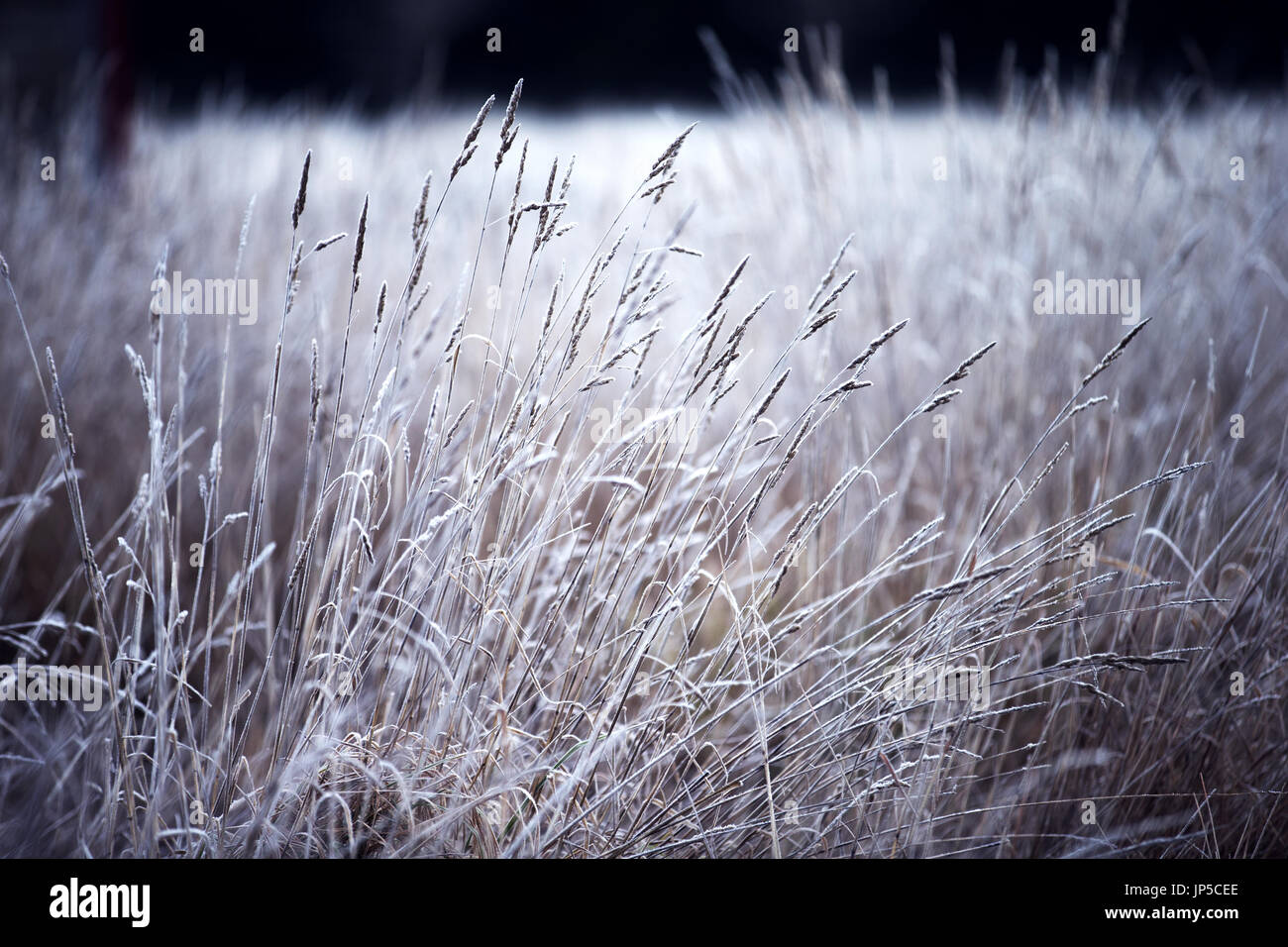 Surface view across a field of grass Stock Photo - Alamy