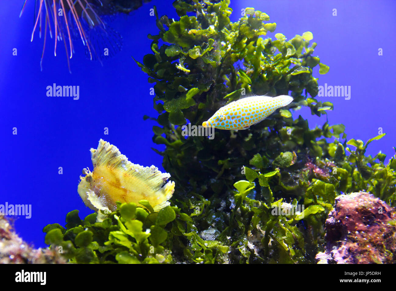 Underwater scene with orange spotted filefish Stock Photo - Alamy