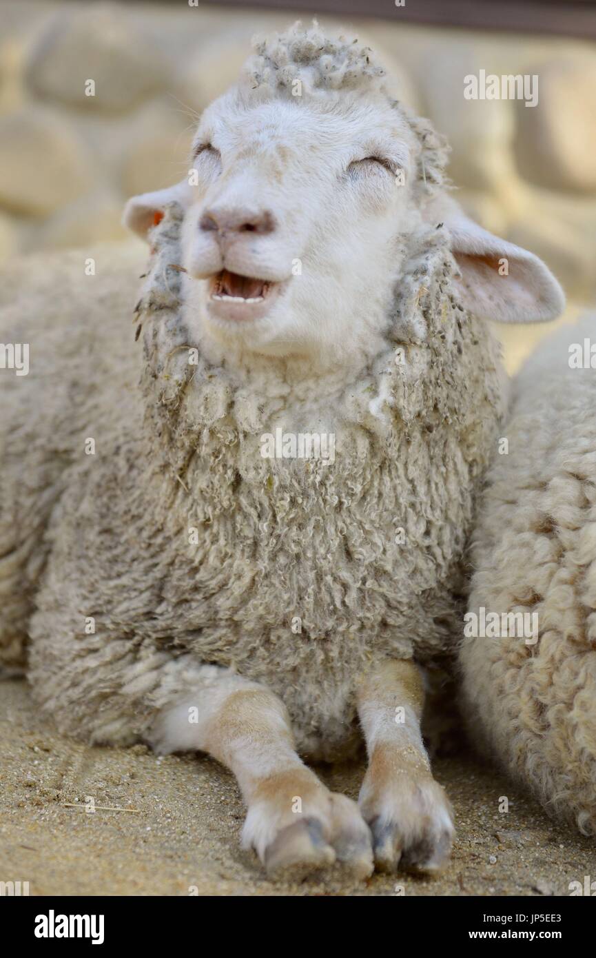 KOBE, Japan - A female sheep shows a "smiling face" while chewing the ...