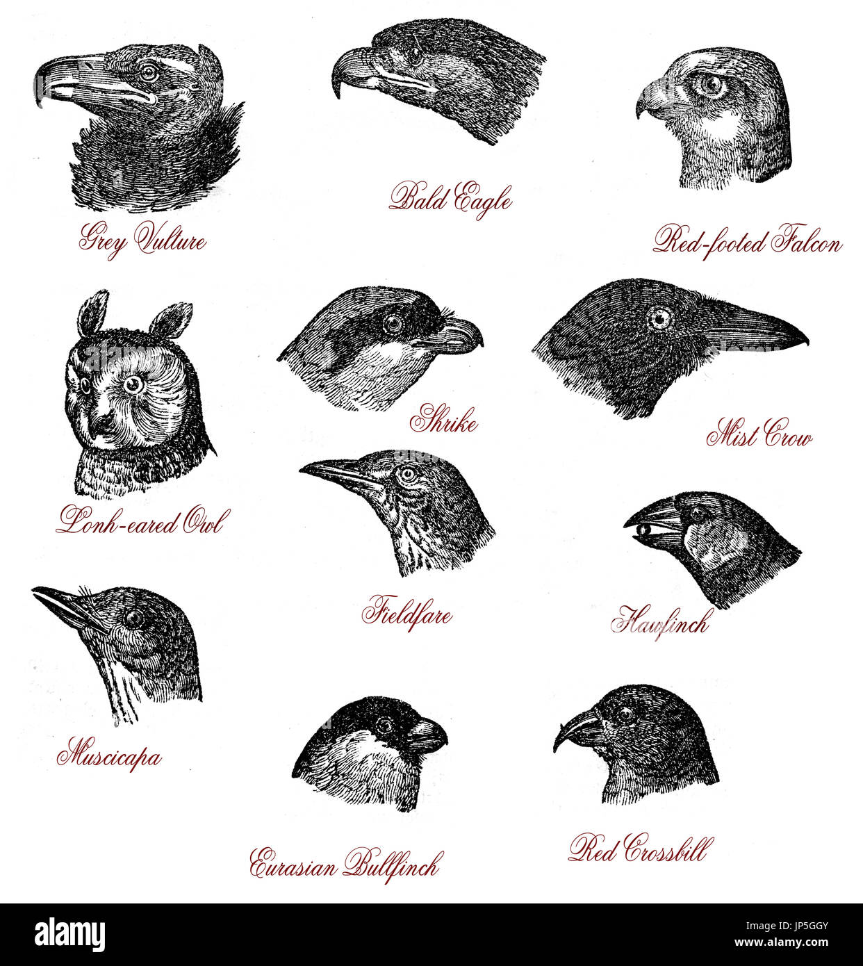 Crow Illustration High Resolution Stock Photography and Images - Alamy