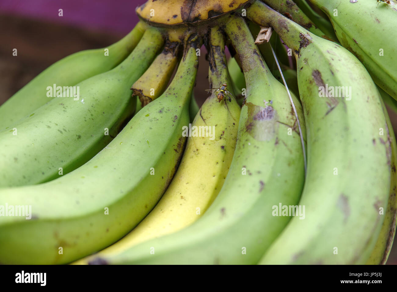 nature green banana at countryside , Philippines Stock Photo - Alamy