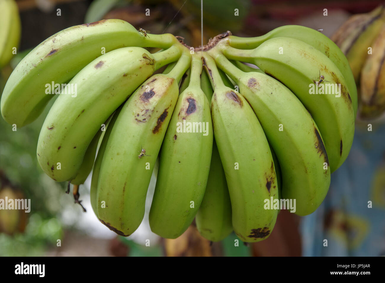 Green Philippine Banana