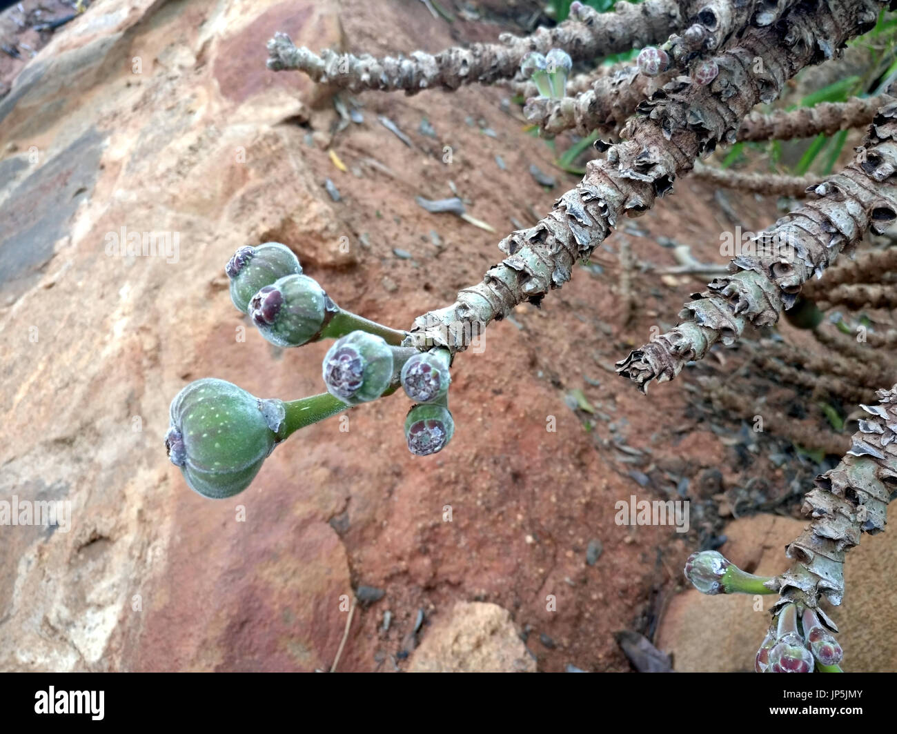 Fig tree branch with green figs closeup Stock Photo - Alamy