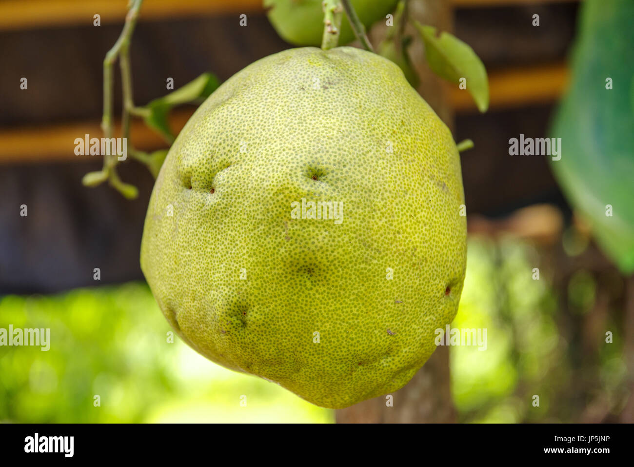 Thailand pomelo farm hi-res stock photography and images - Alamy