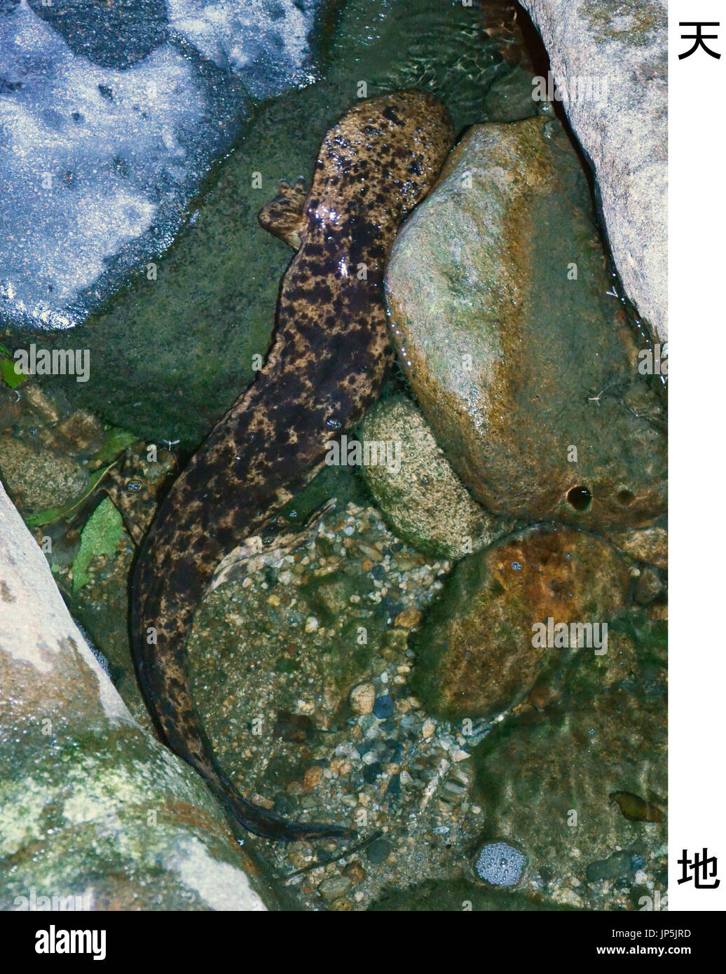 KASHIHARA, Japan - A Japanese giant salamander is spotted in a river in ...