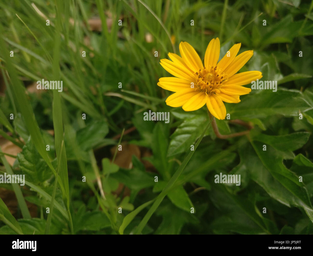 Small sunflower plant hi-res stock photography and images - Alamy
