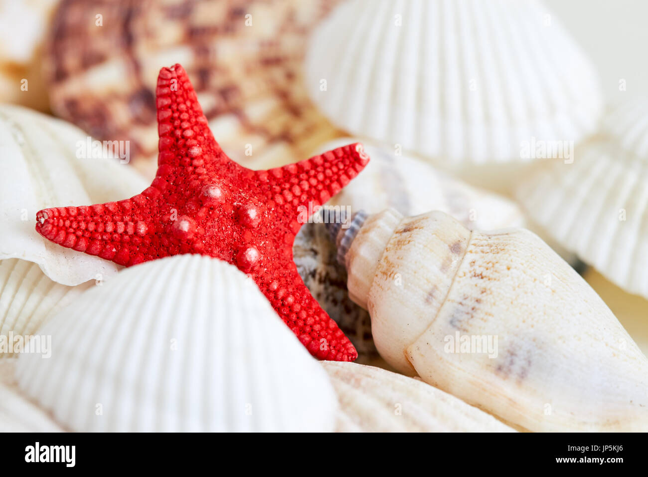 Various seashells with red sea starfish in focus. Copy space Stock ...