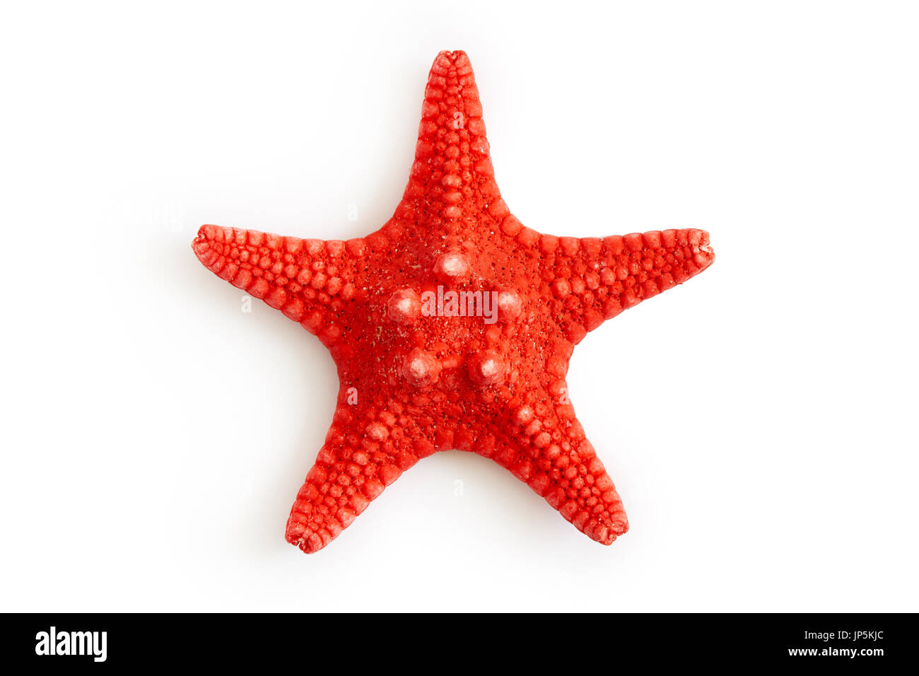 Red Starfish White Background