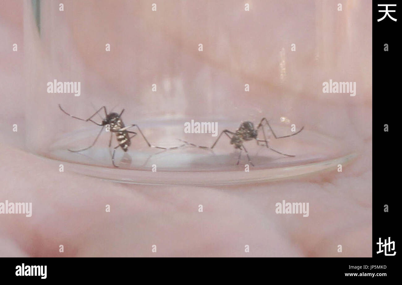 KOBE, Japan - Mosquitoes are captured at a park in Nishinomiya, Hyogo ...