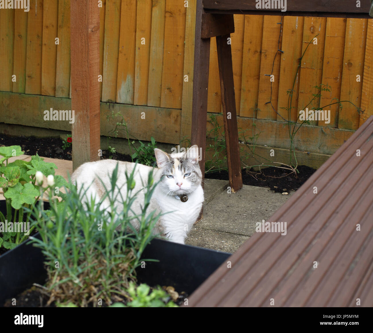 Beautiful colourpoint Ragdoll Cat in English garden Stock Photo - Alamy