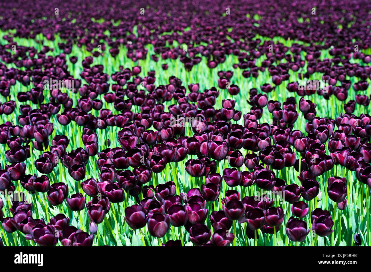 Black tulips hi-res stock photography and images - Alamy