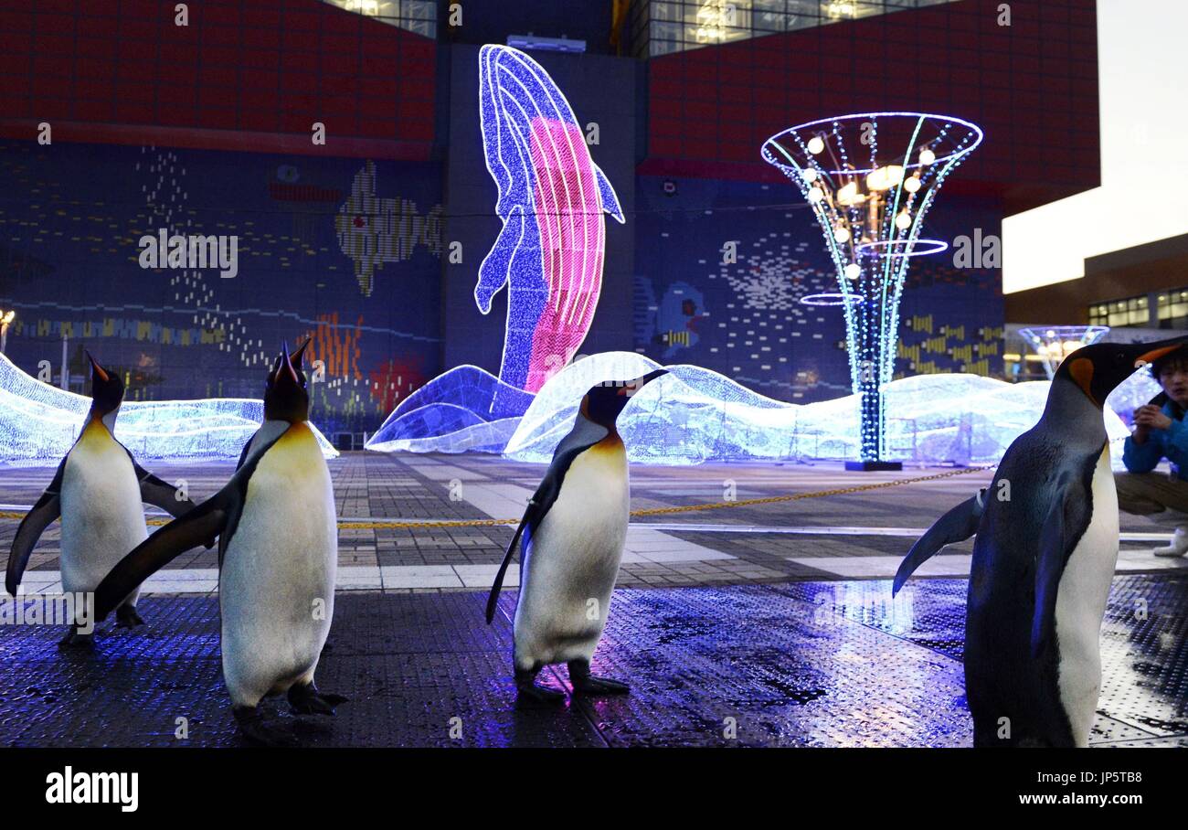 OSAKA, Japan - King penguins walk in line in front of an illuminated ...