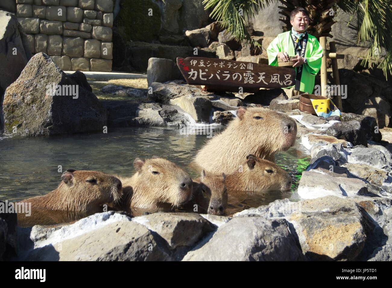 SHIZUOKA, Japan - A family of four capybaras takes an outdoor hot ...