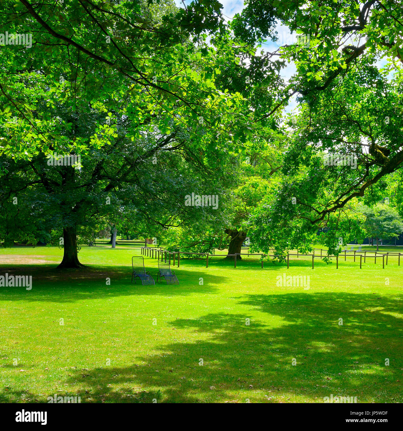 Meadow clearing wood hi-res stock photography and images - Alamy