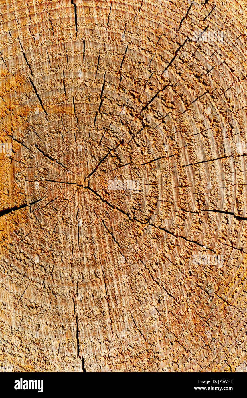 wood texture with growth rings Stock Photo - Alamy