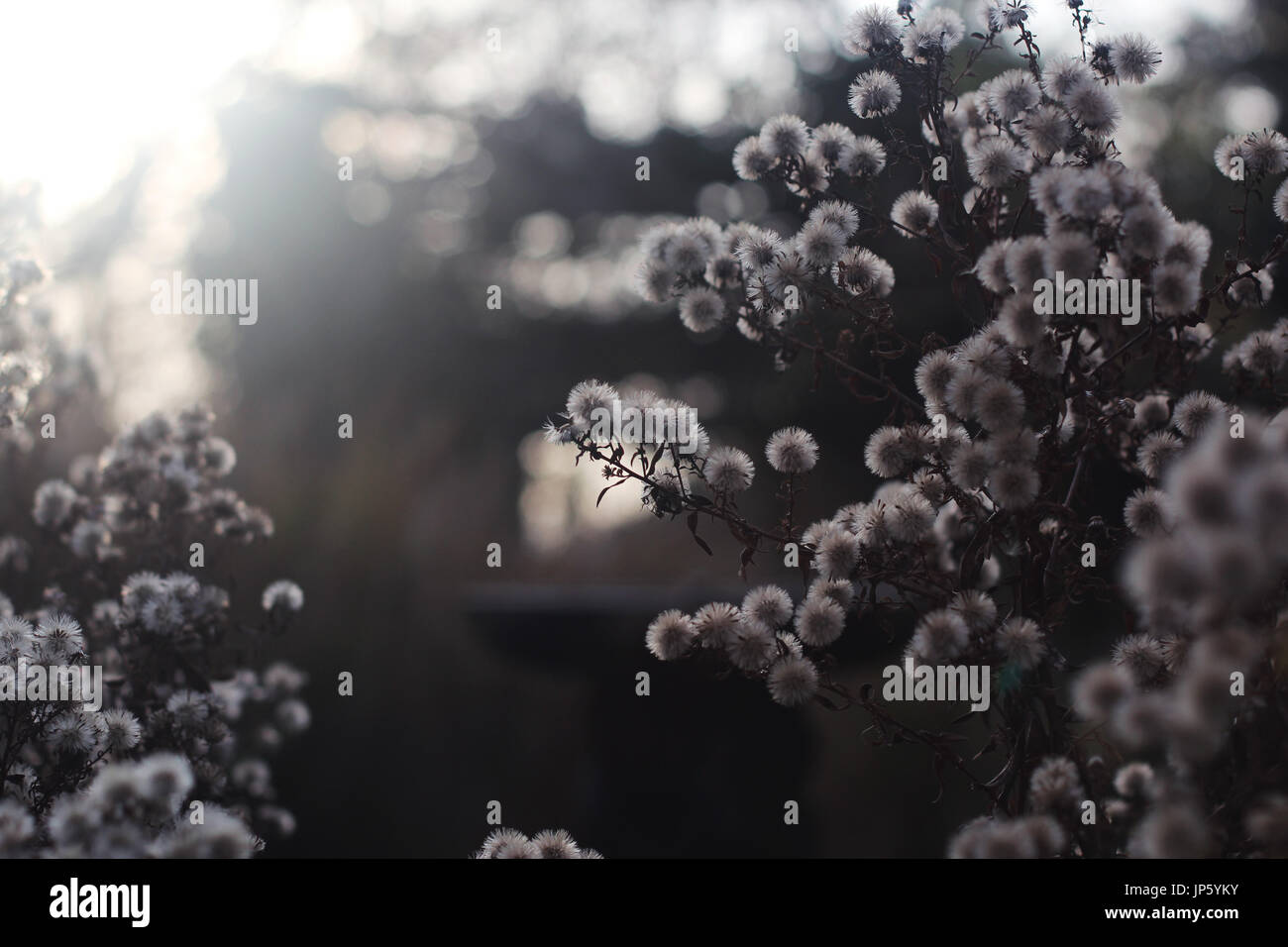 snow drop flowers Stock Photo - Alamy