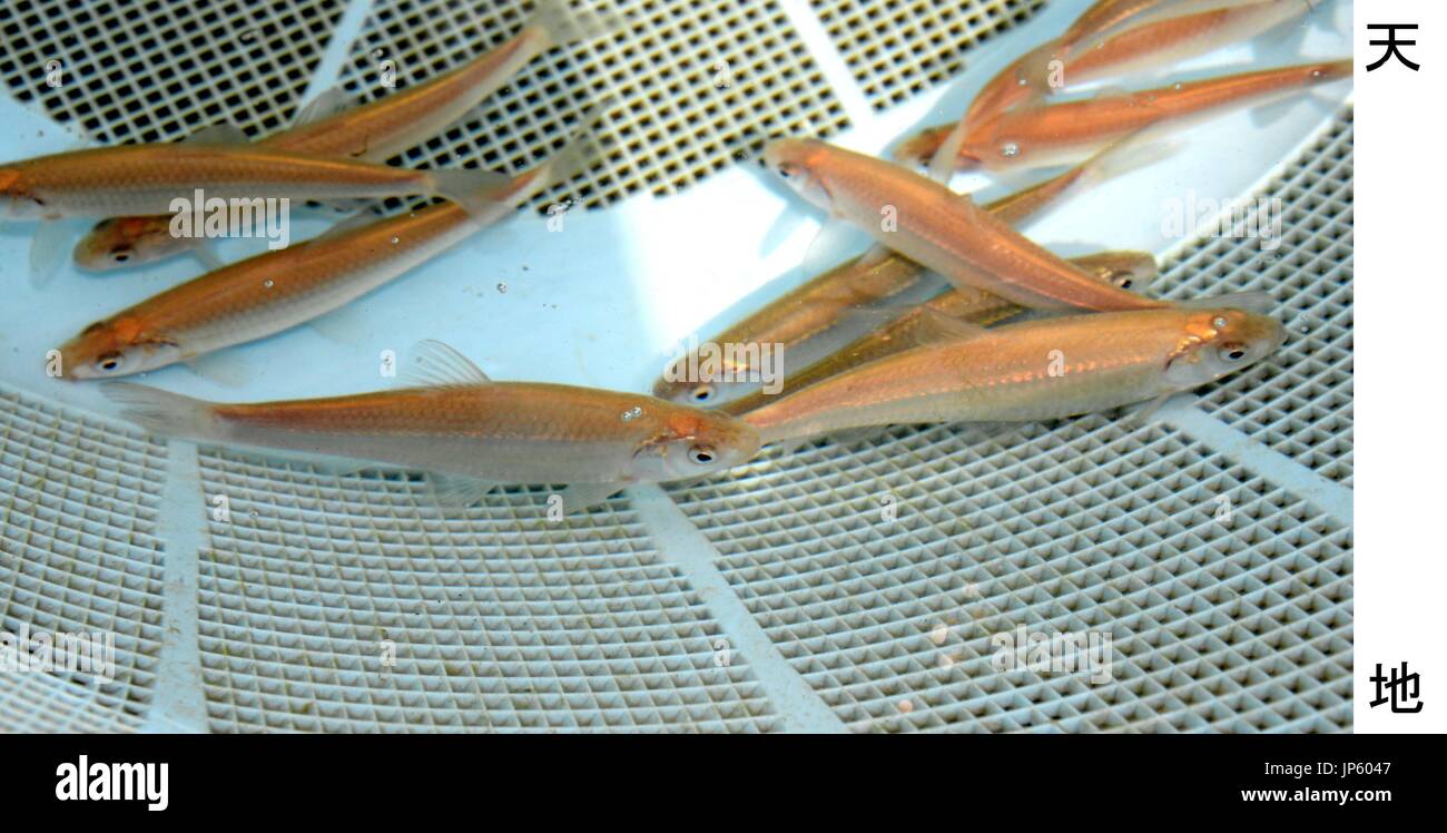 KOFU, Japan - Golden willow gudgeons, seen in this file photo taken in ...