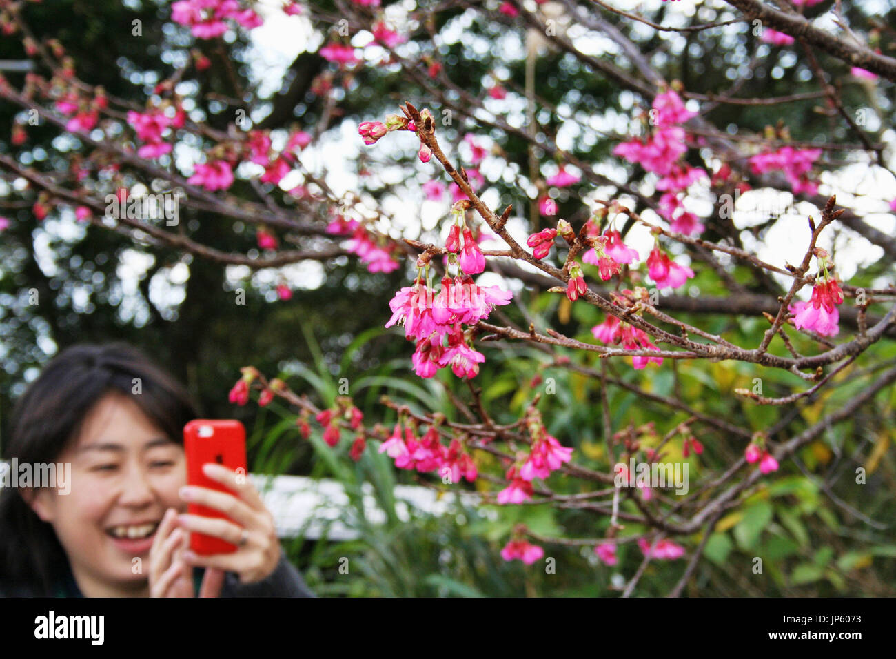 AMAMI, Japan - Wintertime cherry blossoms begin to bloom at the Amami ...