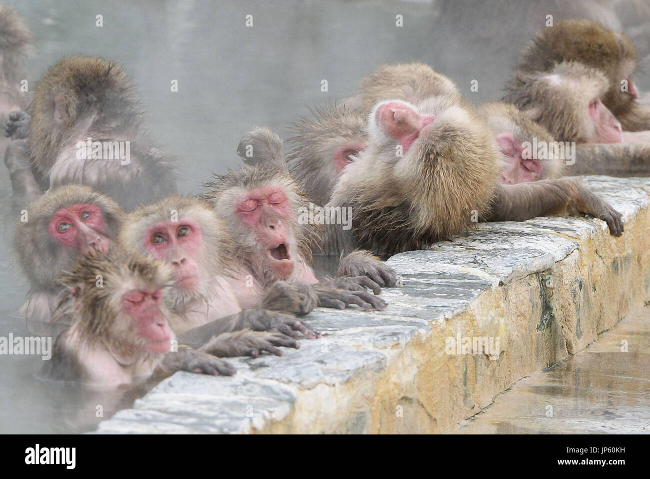 HAKODATE, Japan - Japanese monkeys soak themselves in an outdoor ...