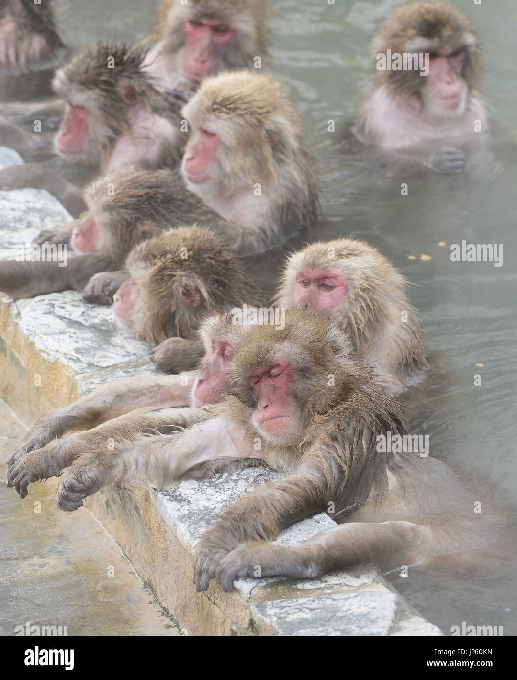 HAKODATE, Japan - Japanese monkeys indulge themselves in an outdoor ...