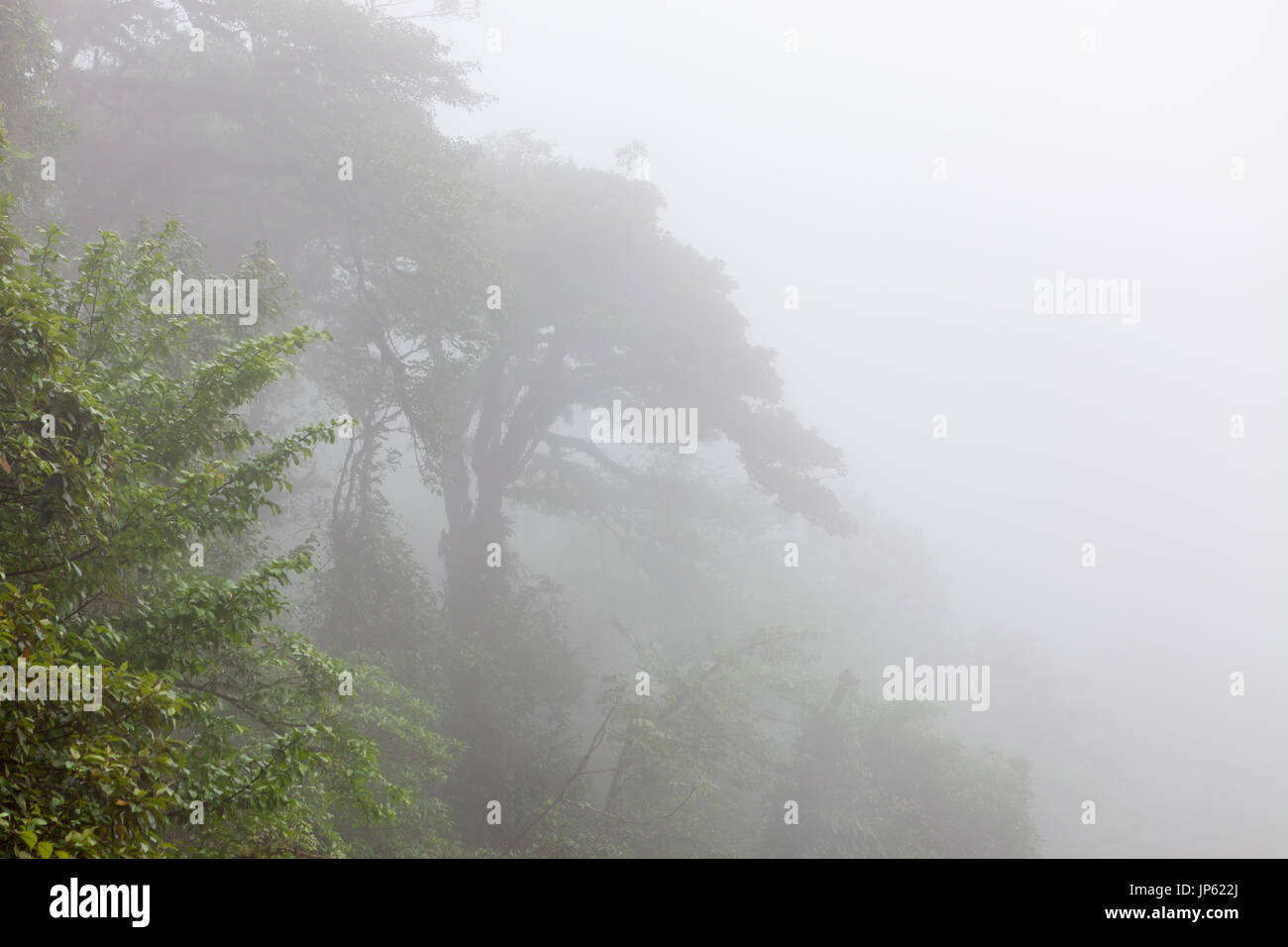 Forest at foggy volcano crater lake Stock Photo - Alamy