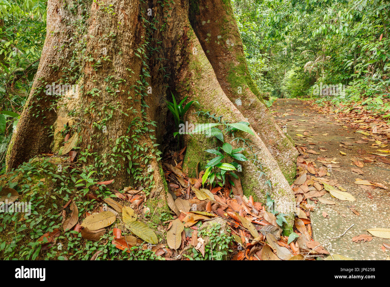 Buttress tree roots in rainforest Stock Photo - Alamy