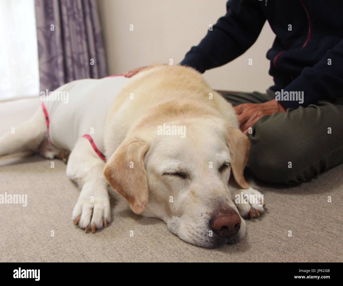 SAITAMA, Japan - Oscar, a 9-year-old male Labrador retriever, rests ...