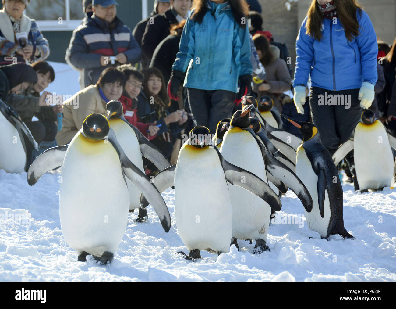 ASAHIKAWA, Japan - King penguins take a walk at Asahiyama Zoo in ...