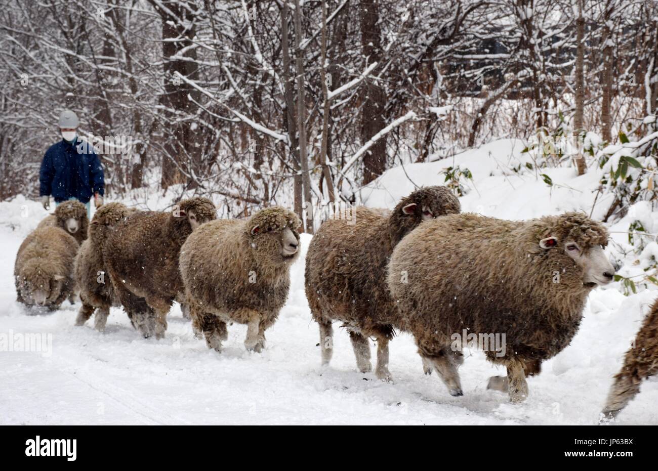SAPPORO, Japan - A total of 32 mother sheep, including 13 pregnant ...