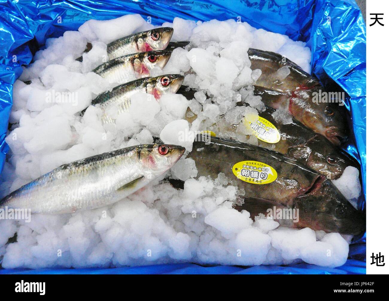 TOKYO, Japan - A box of fish chilled by ice, made with seawater-like ...