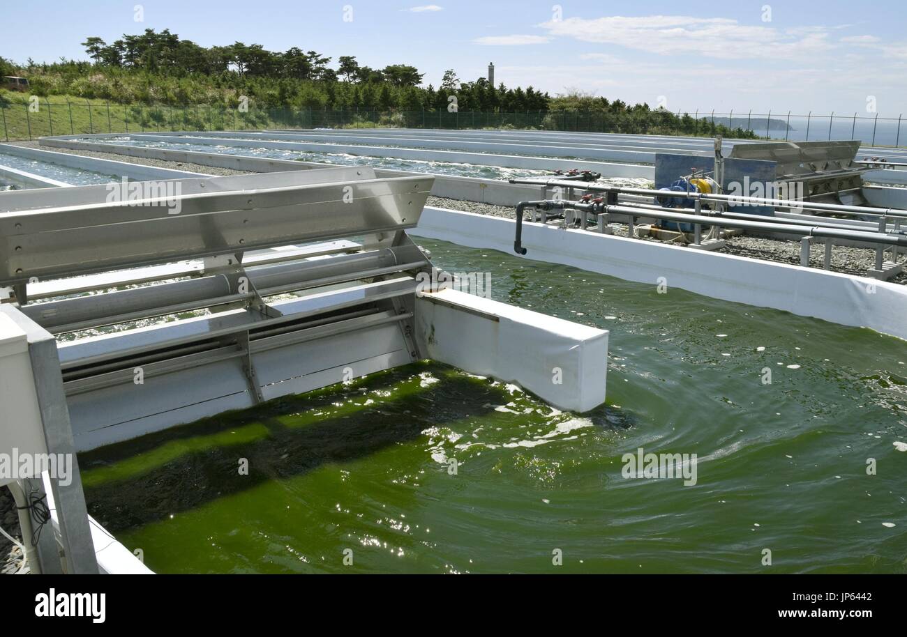 SENDAI, Japan - An algae cultivation facility operated by Smabe Japan ...