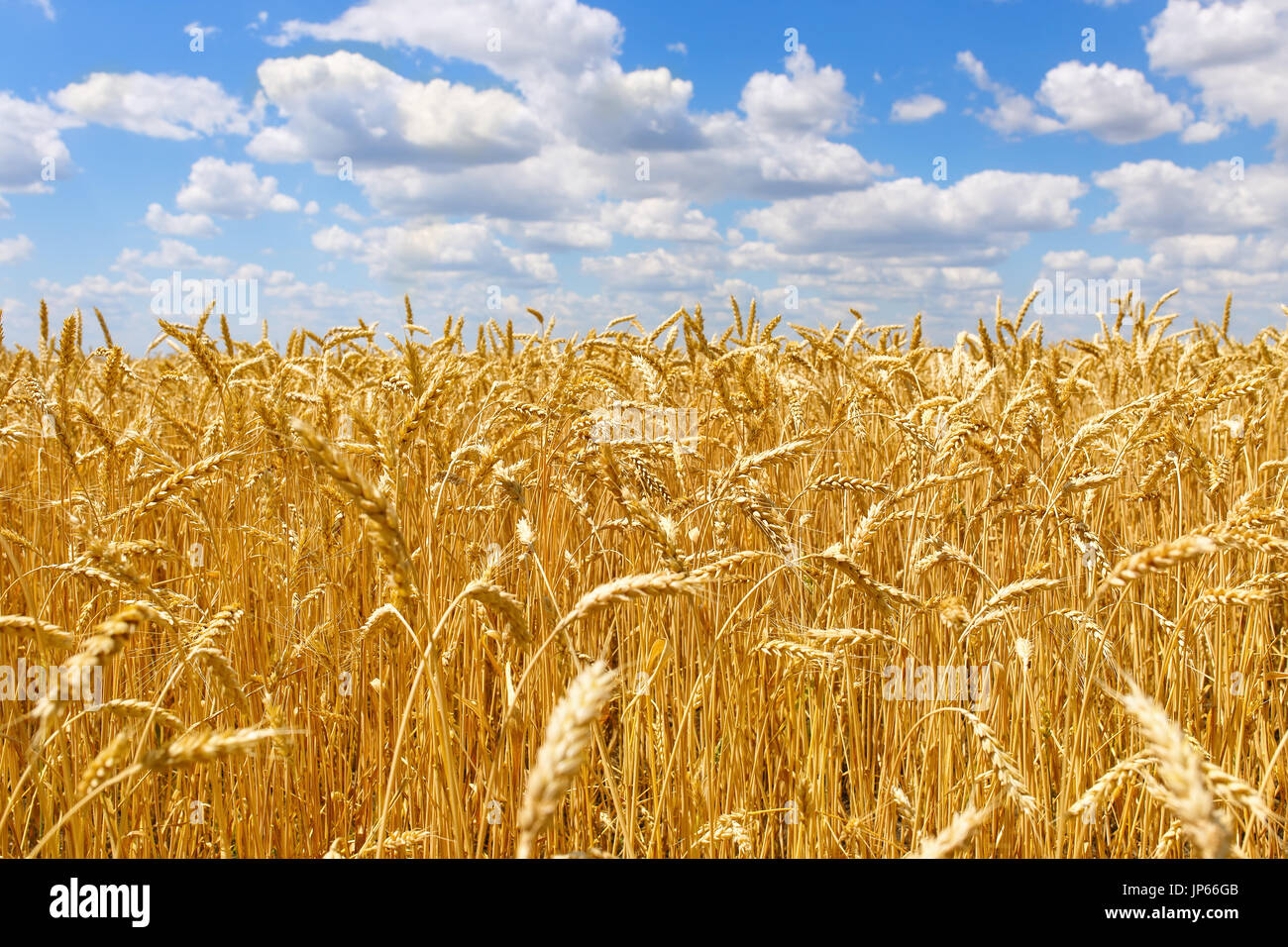 Nature blue sky wheat hi-res stock photography and images - Alamy