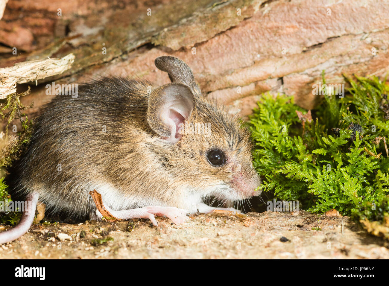Wood mouse in a natural setting Stock Photo - Alamy