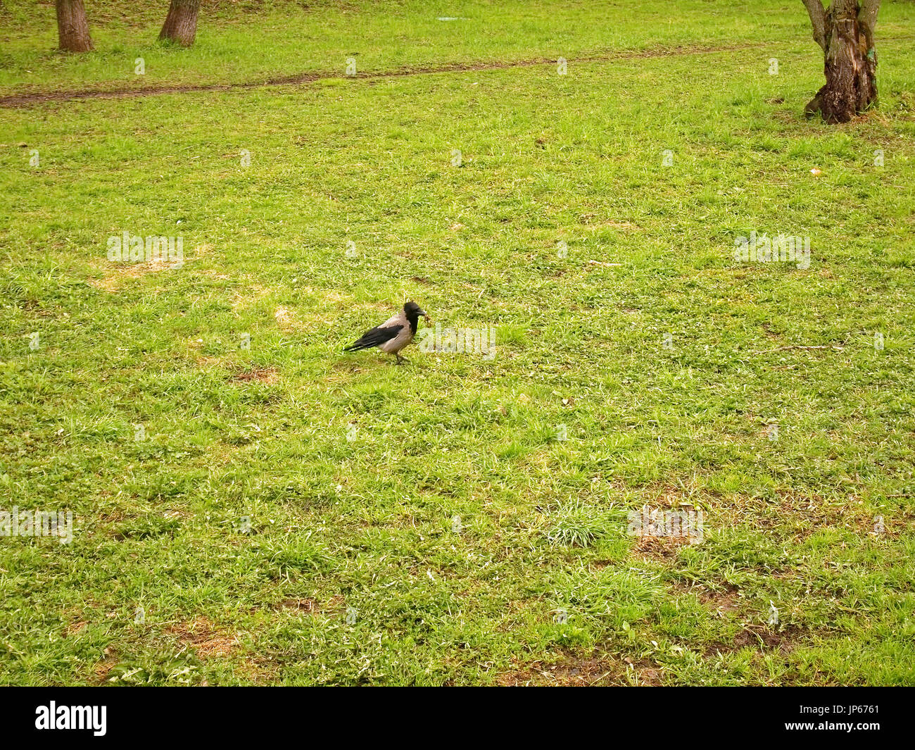 Crow corvus cornix walking on hi-res stock photography and images - Alamy