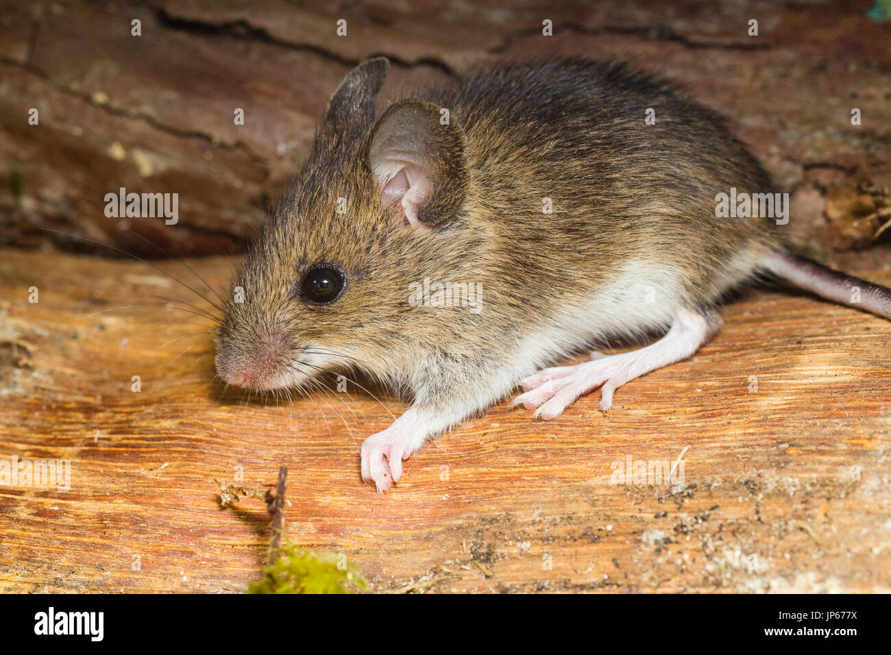 Wood mouse in a natural setting Stock Photo - Alamy
