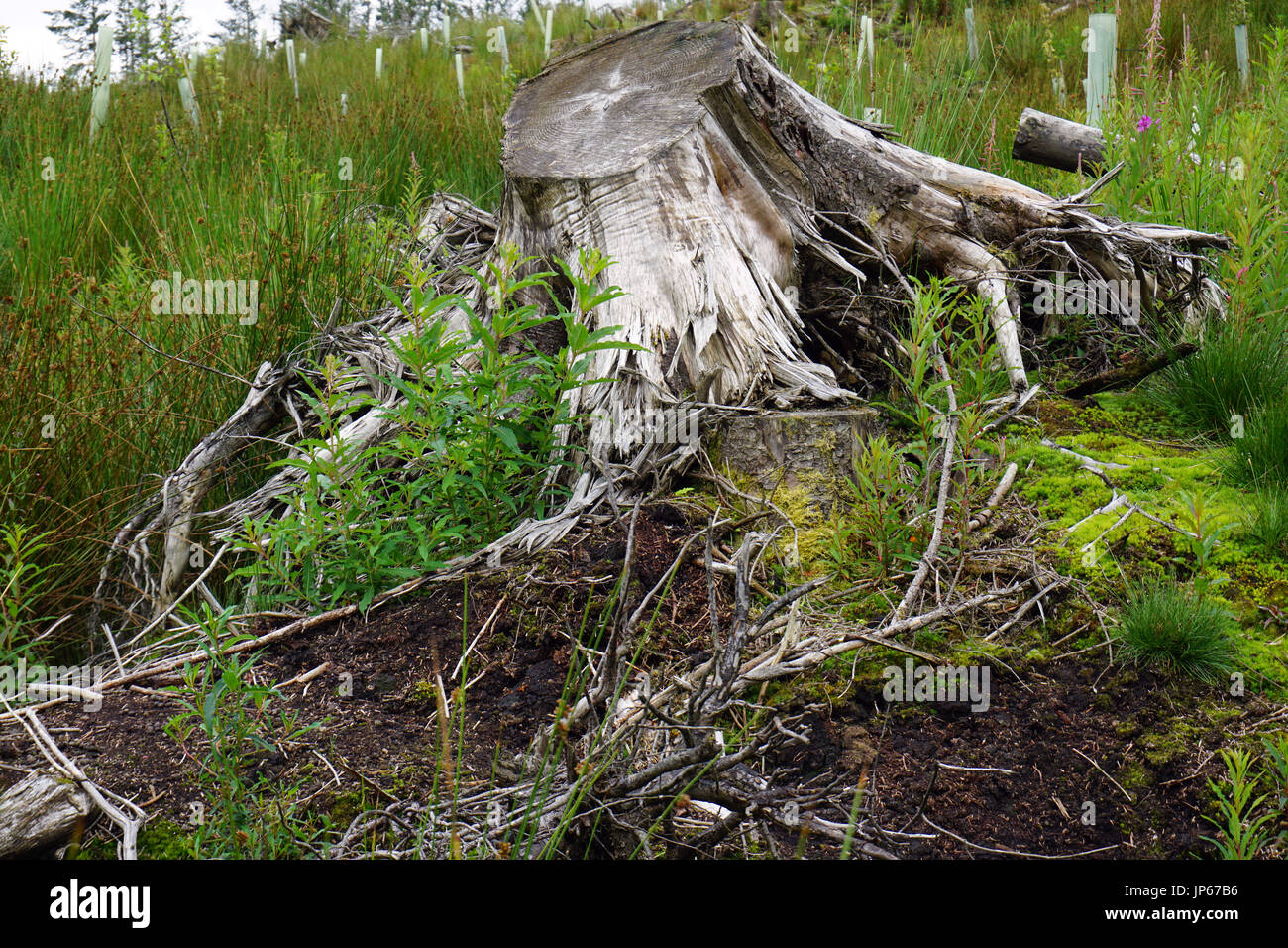 Chopped stumps hi-res stock photography and images - Alamy