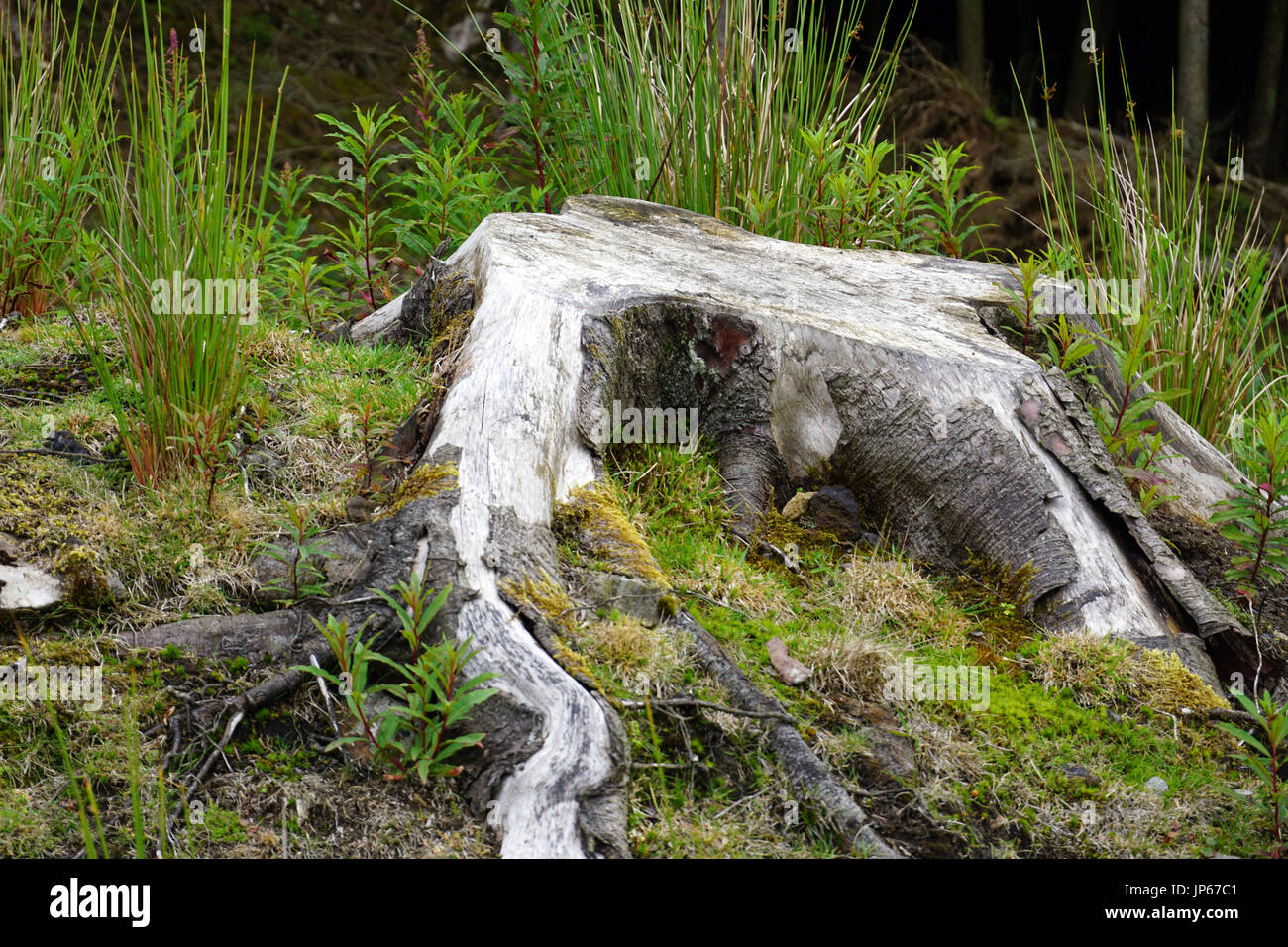 Chopped Down Tree Stumps and Roots In Forest Killhope Stock Photo - Alamy