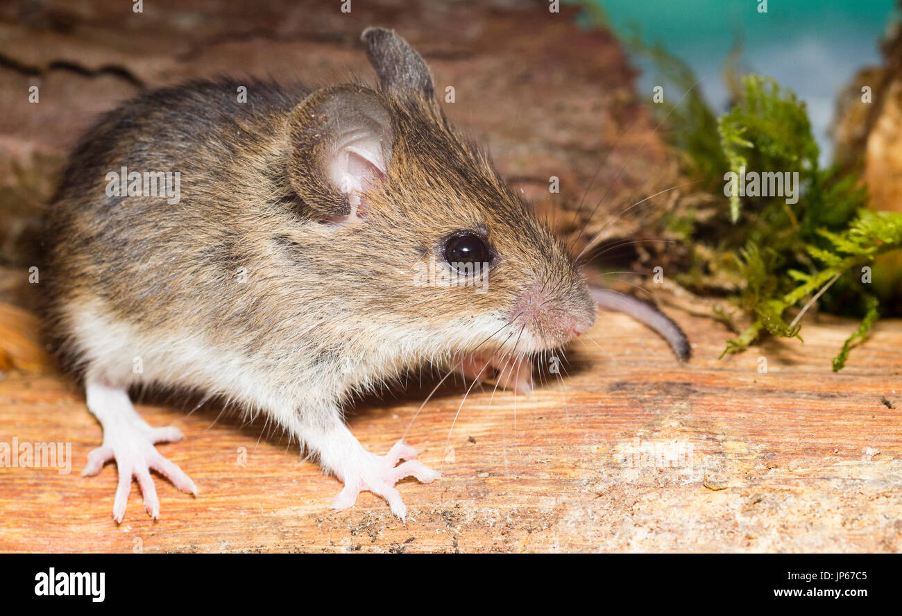 Wood mouse in a natural setting Stock Photo - Alamy