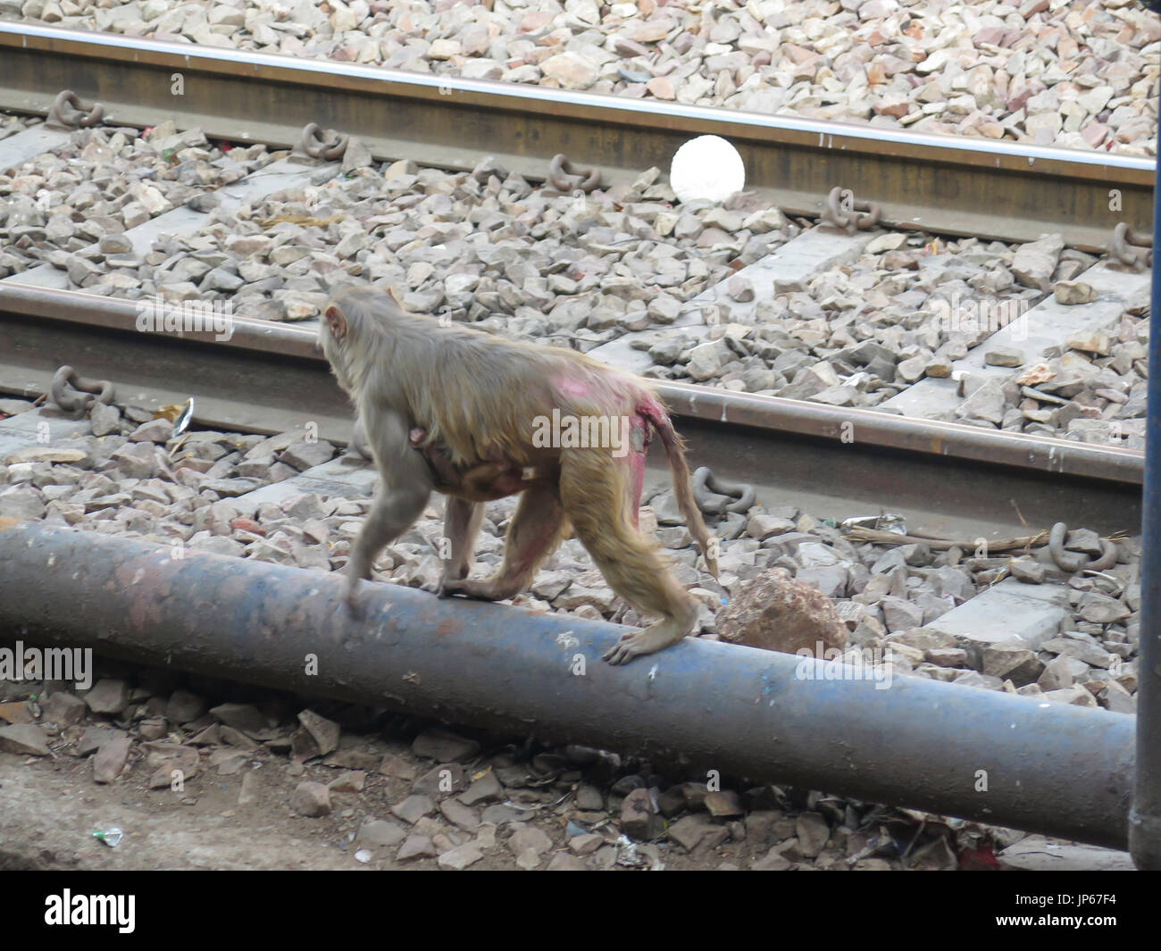 Monkey baby on rail hi-res stock photography and images - Alamy