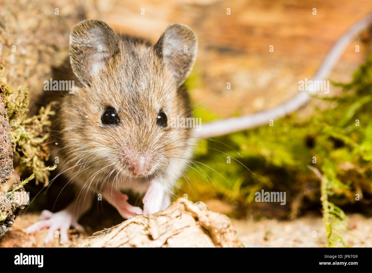 Wood mouse in a natural setting Stock Photo - Alamy