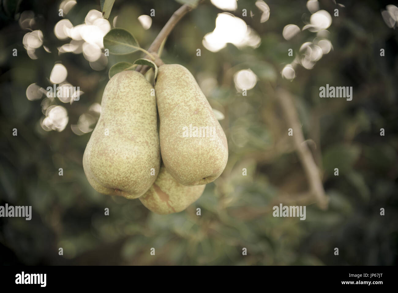 Pears fruit on tree branch closeup soft green color effect selective ...
