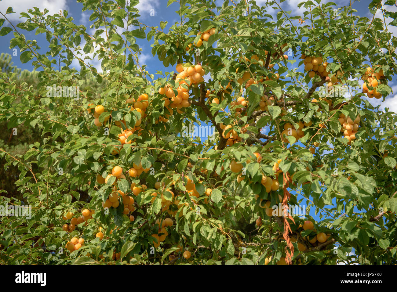 Prosperous orange plum tree loaded with abundance of ripe fruits low ...