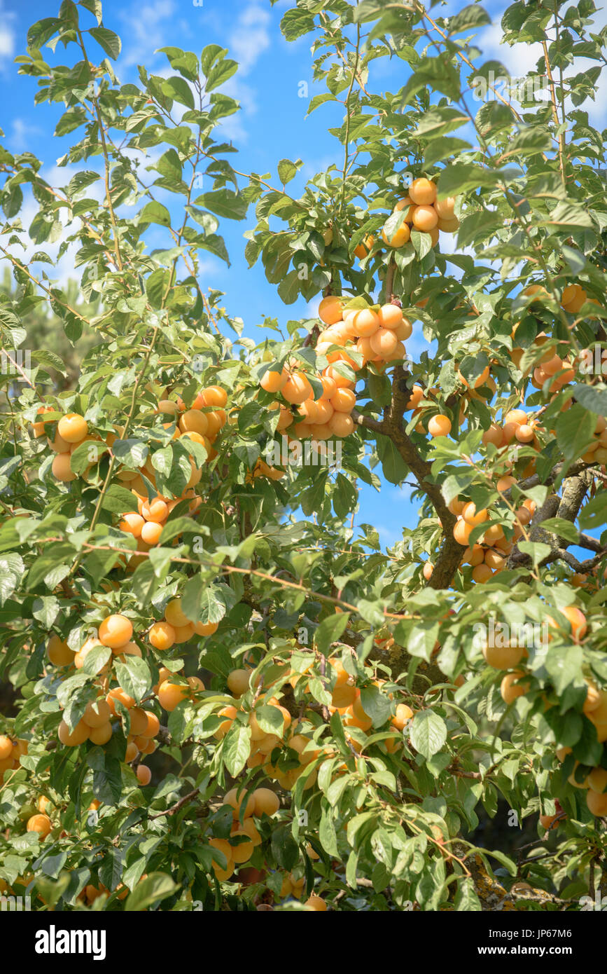 Prosperous orange plum tree loaded with abundance of ripe fruits low ...