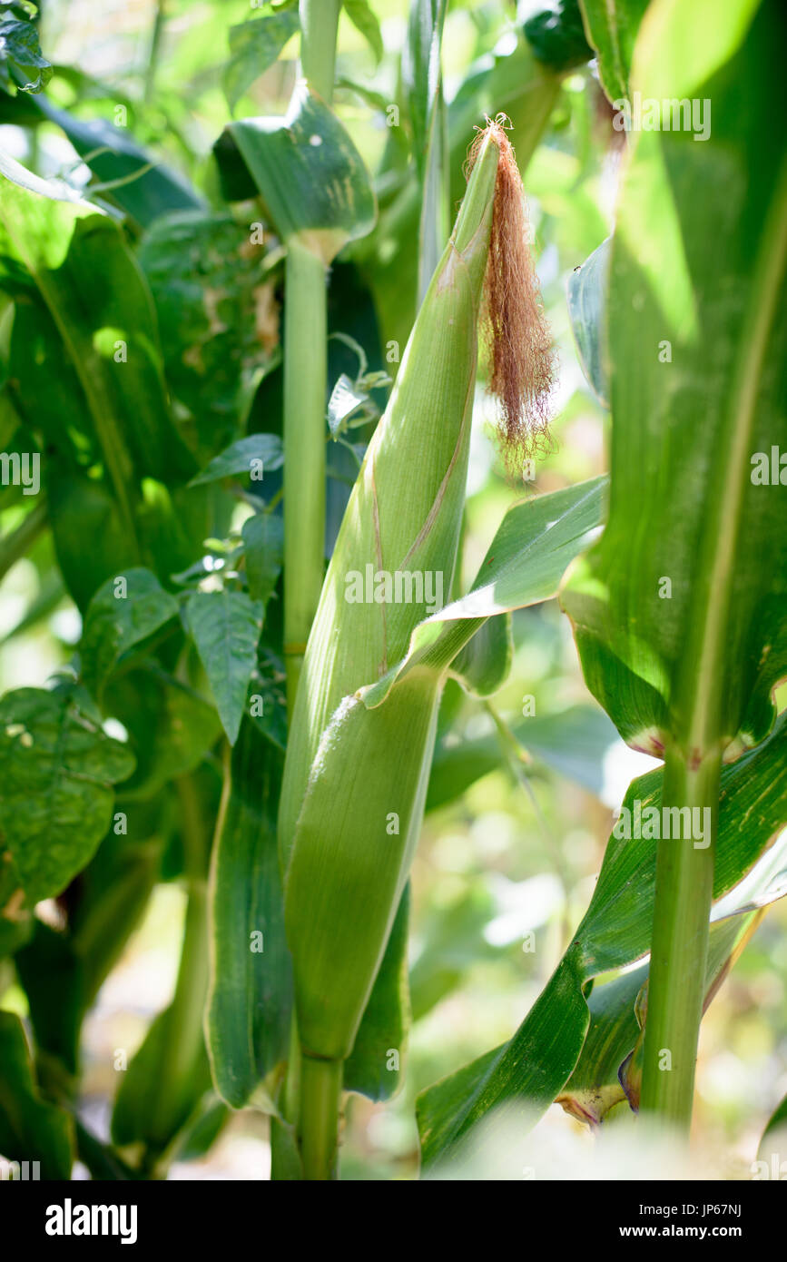 Closed unripe corn cob in farm vegetable plant closeup Stock Photo - Alamy