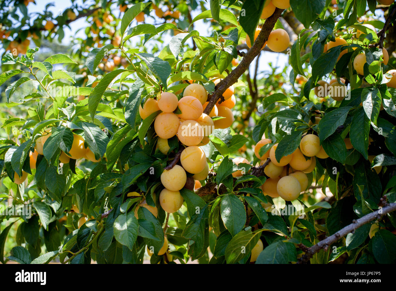 Prosperous orange plum tree loaded with abundance of ripe fruits bunch ...