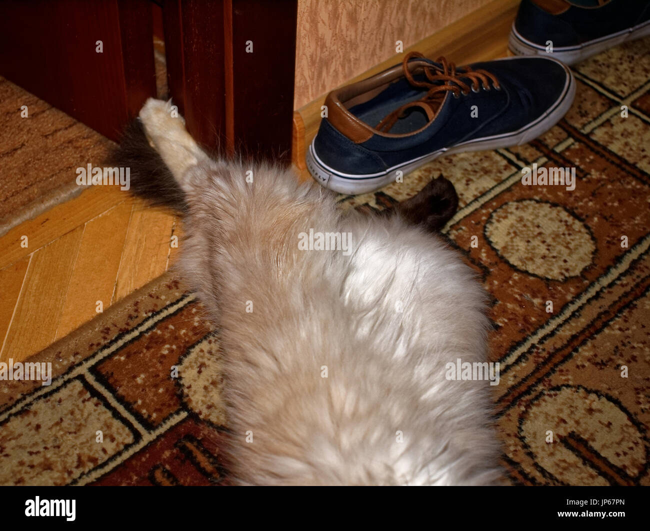 Russian tabby cat hi-res stock photography and images - Alamy