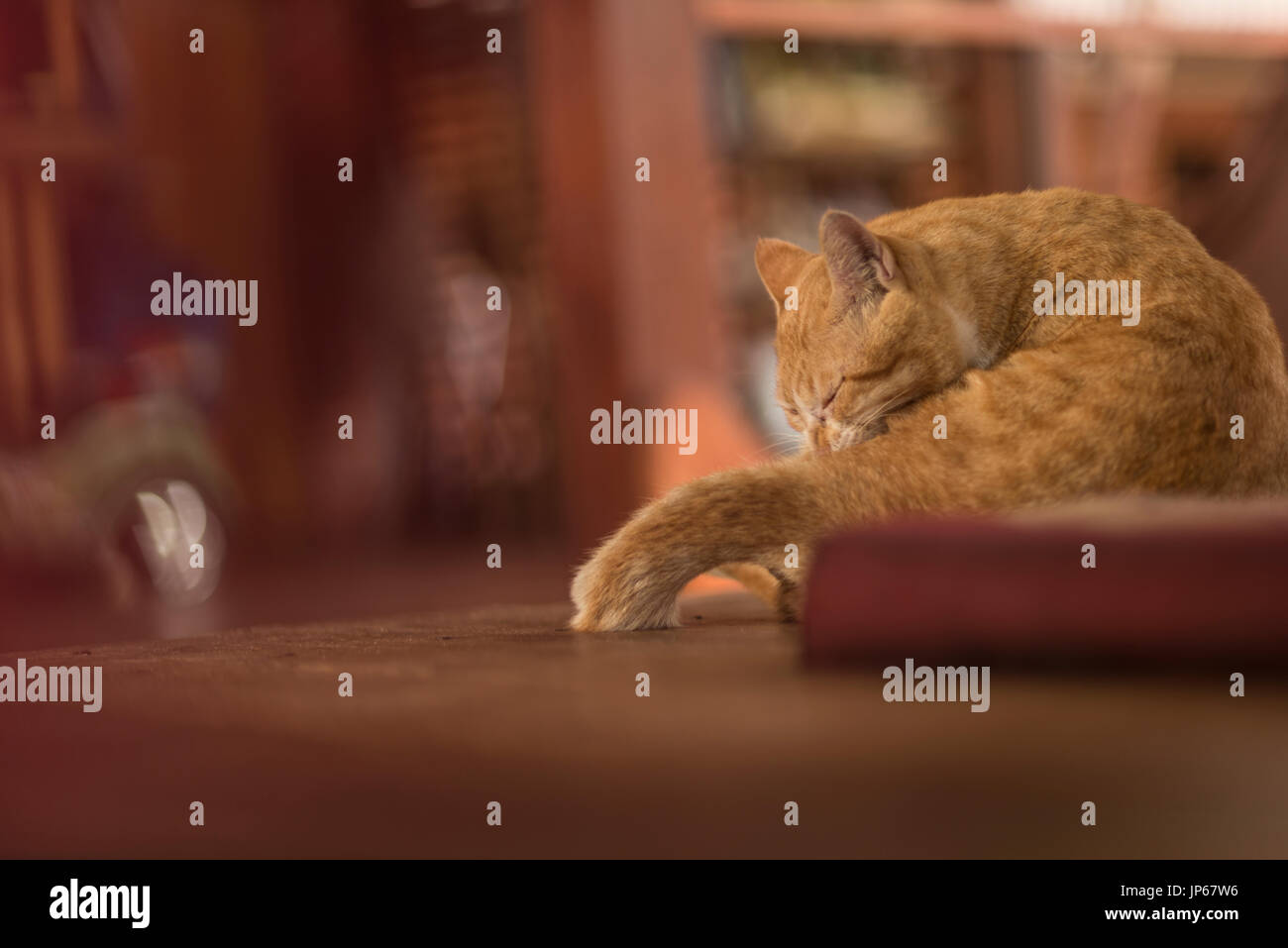 Fat kitty cat sleep on the floor Stock Photo - Alamy