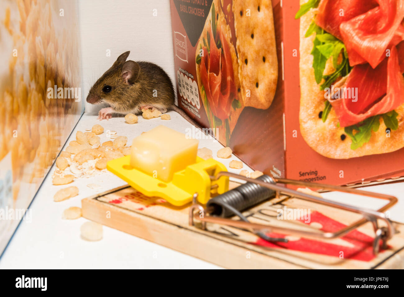 A mouse foraging in a kitchen cupboard (studio shot Stock Photo - Alamy