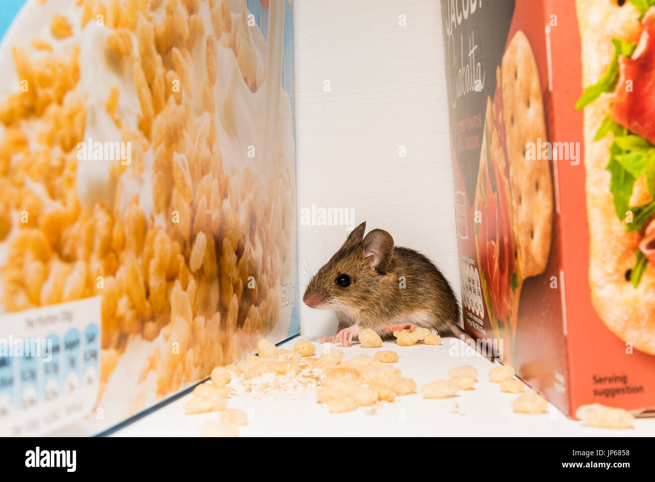 A mouse foraging in a kitchen cupboard (studio shot Stock Photo - Alamy